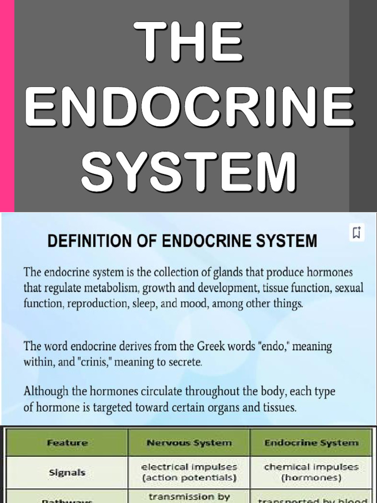 Endocrine System | PDF