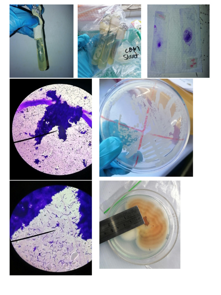 Micro Bio | PDF