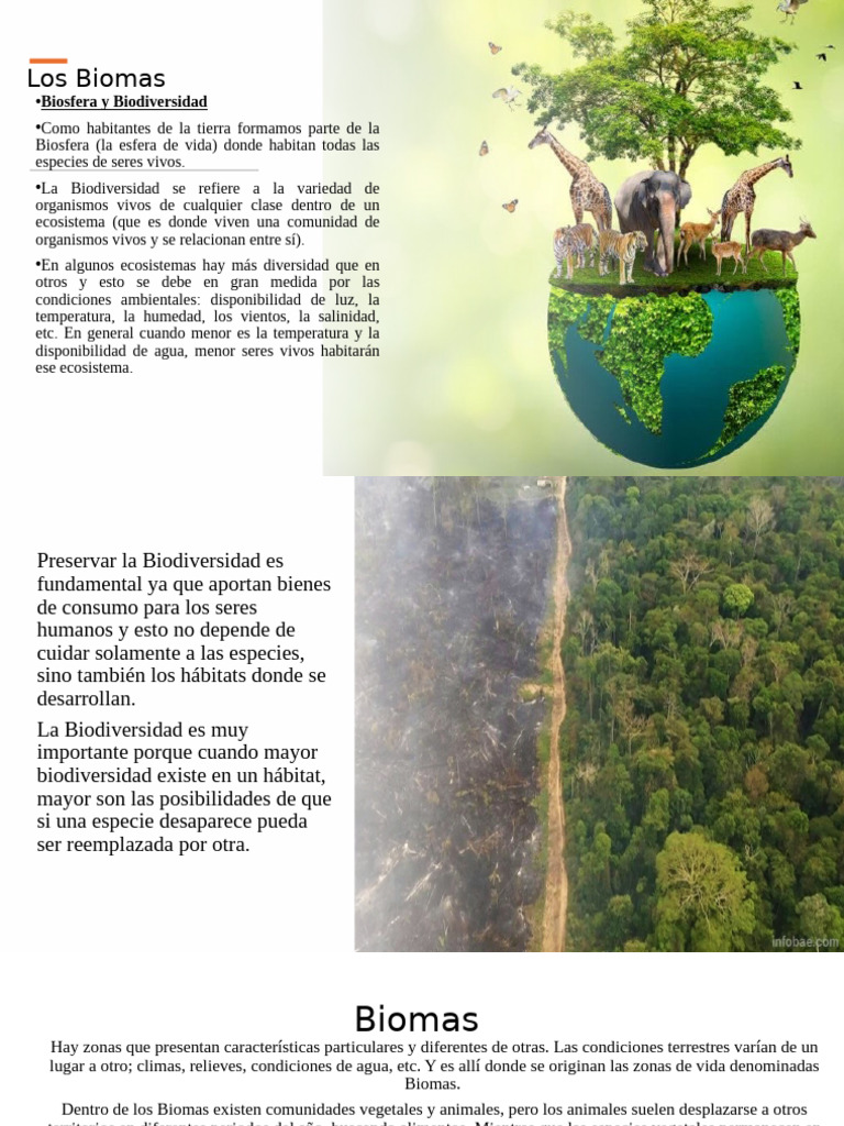 Los Biomas | PDF | Selva | Biodiversidad