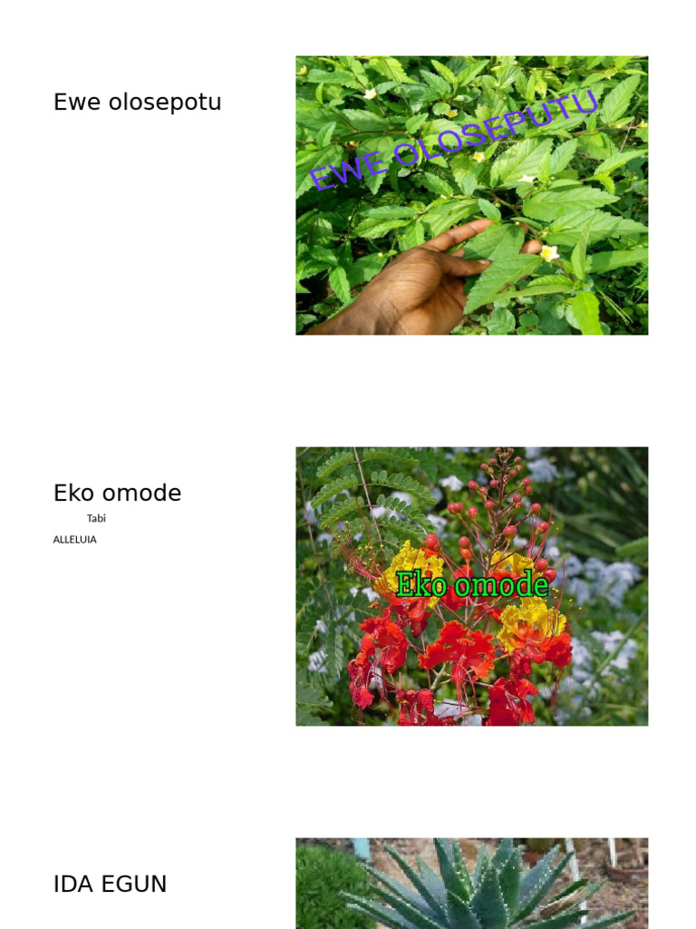 .NG 2 - Imon Ewe | PDF