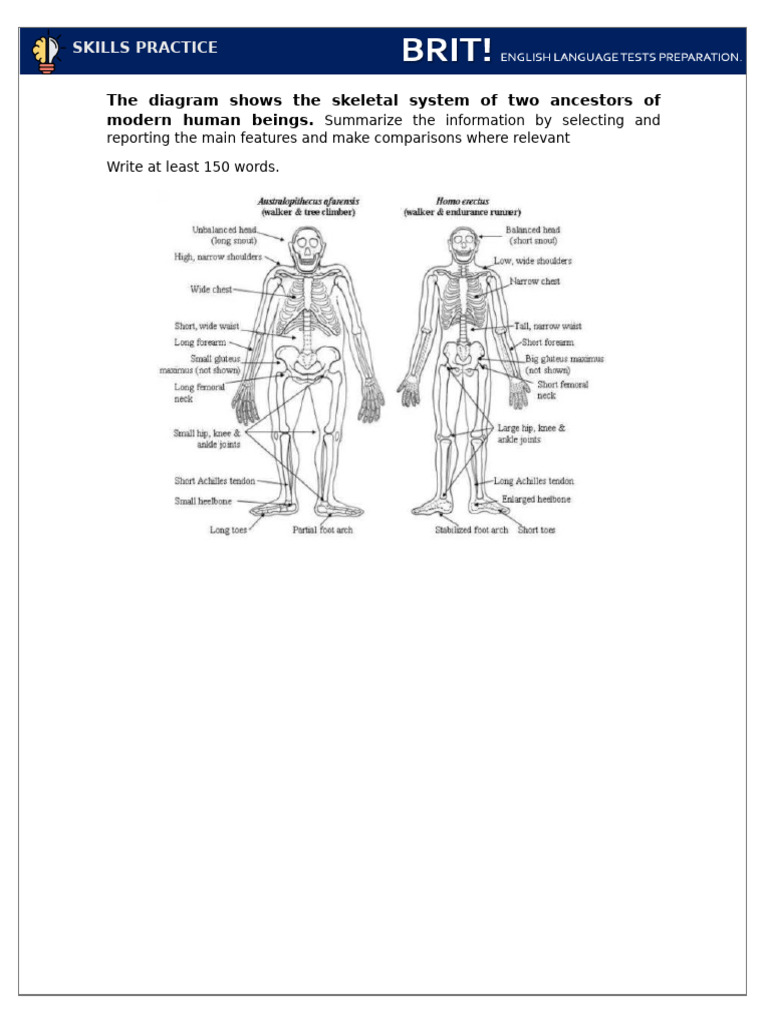 Skeletal System Comparison of Ancestors | PDF