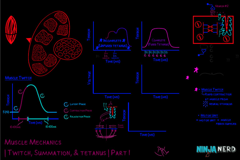 Muscle Mechanics Twitch, Summation, & Tetanus (1) Atf | PDF | Muscle ...