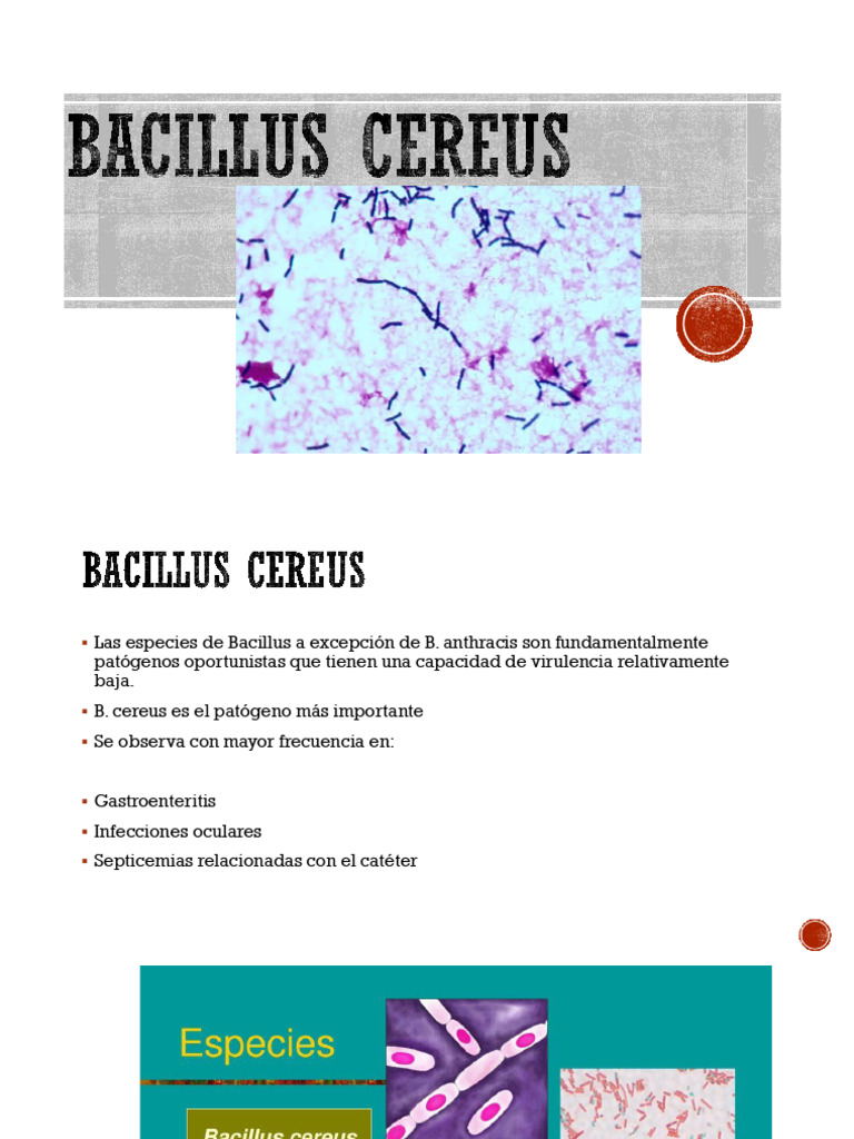 Bacillus cereus: Patogenia y Tratamiento | PDF | Bacilo | Diarrea
