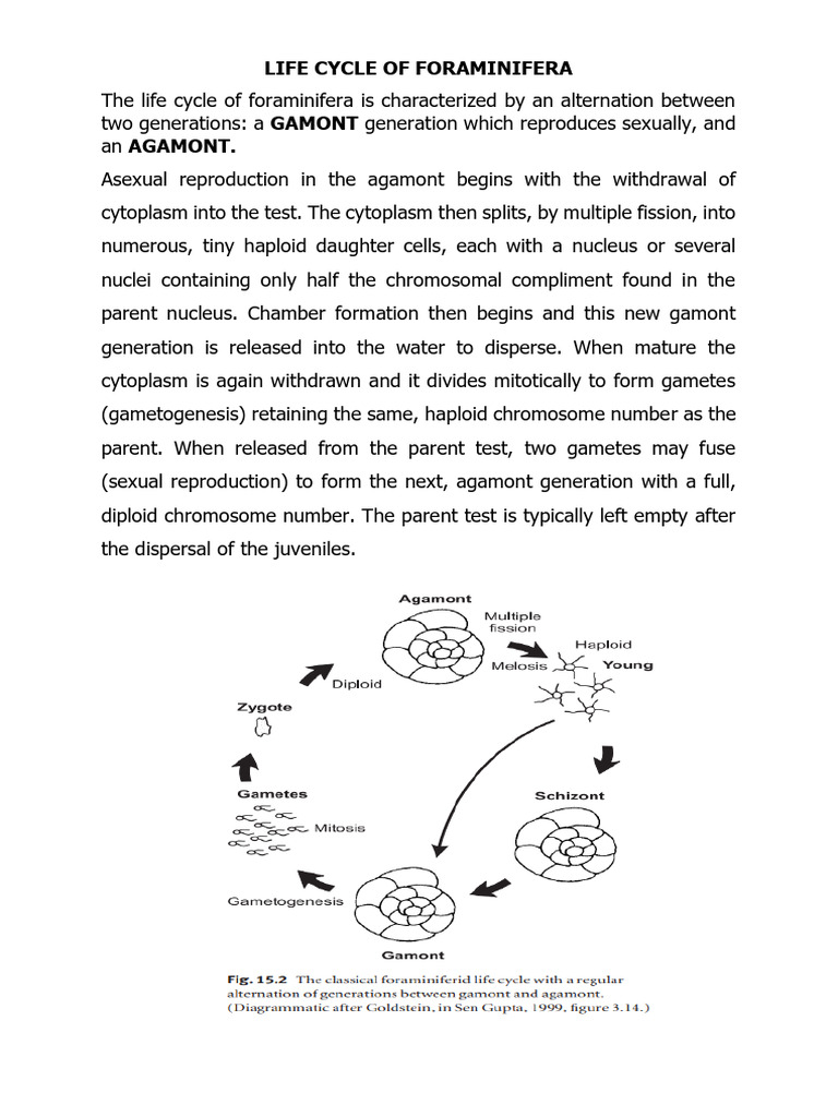 Foraminifera Life Cycle and Classification | PDF