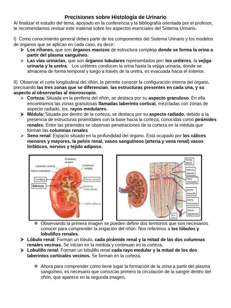 Resumen Histología de Urinario | PDF | Riñón | Sistema urinario