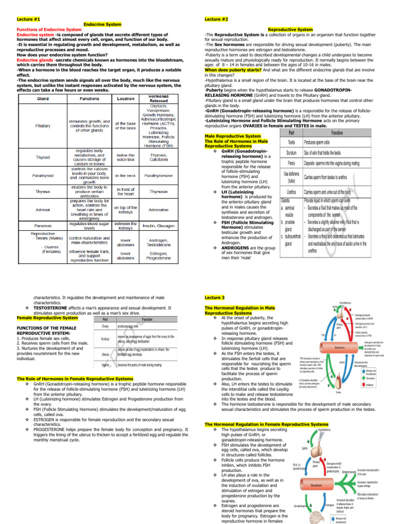 Q3 Lecture 1 16 Endocrine Biodiversity Complete Lecture | PDF | Menstrual Cycle | Translation ...