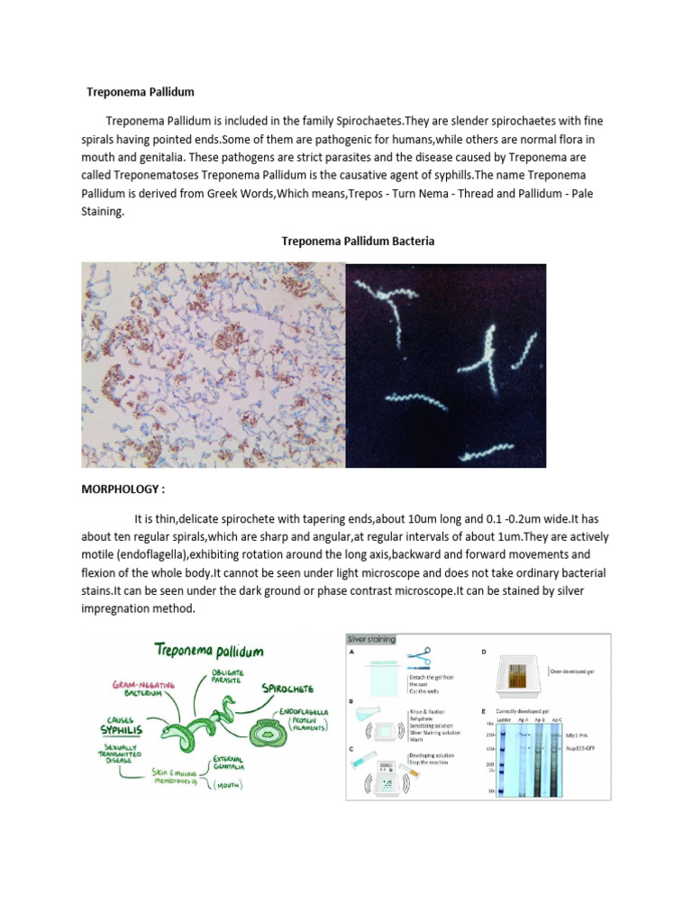 Treponema Pallidum and Syphilis Overview | PDF | Microbiology | Immunology
