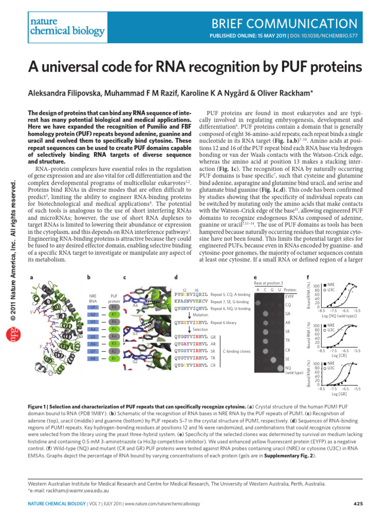 3 A Universal Code For RNA Recognition by PUF Proteins - 131 | PDF ...
