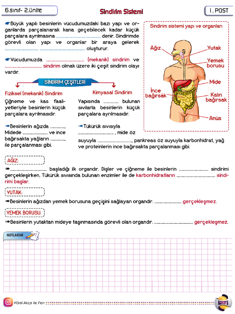 6.SNF 2.ÜNİTE Sindirim sistemi | PDF