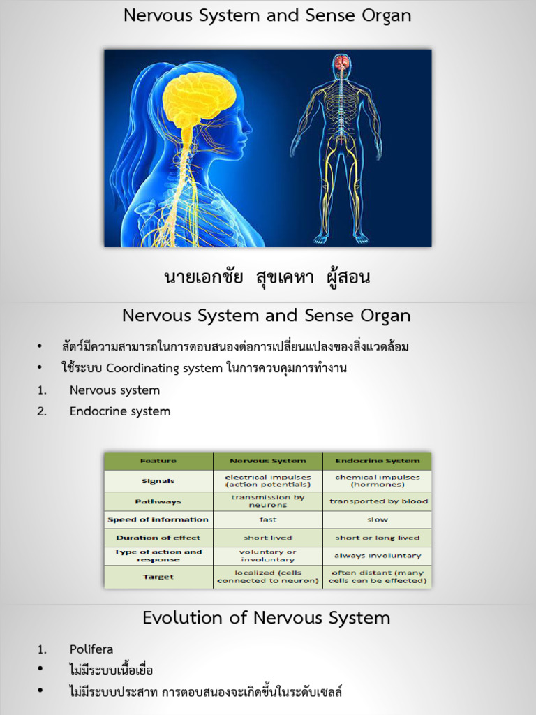 Nervous System and Sense Organ SMTE 2 | PDF