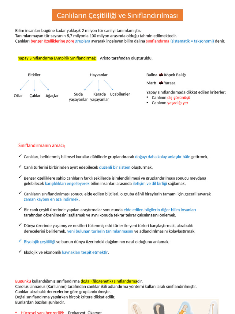 5 S Sınıflandırma Slayt | PDF
