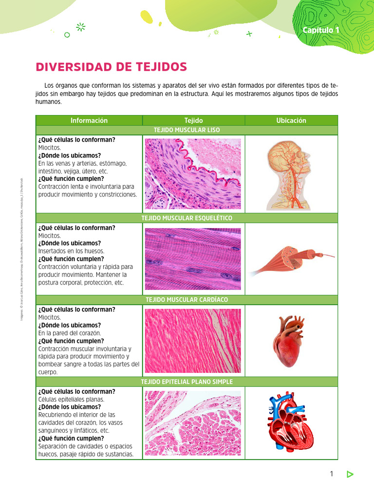 Diversidad de Tejidos Biologia Celular | PDF | Epitelio | Sistema nervioso