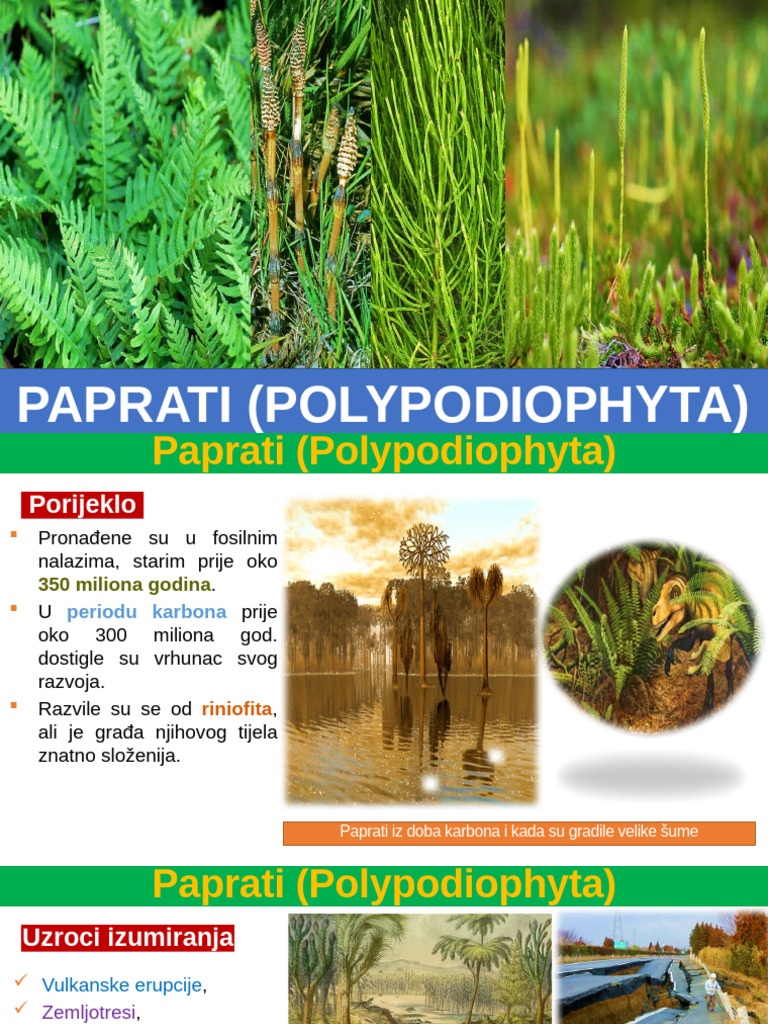 PAPRATI (POLYPODIOPHYTA) - prava verzija | PDF