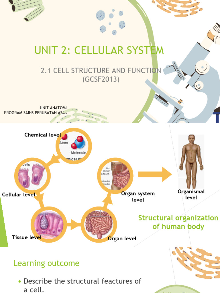 Cellular Structure and Function Overview | PDF | Endoplasmic Reticulum ...
