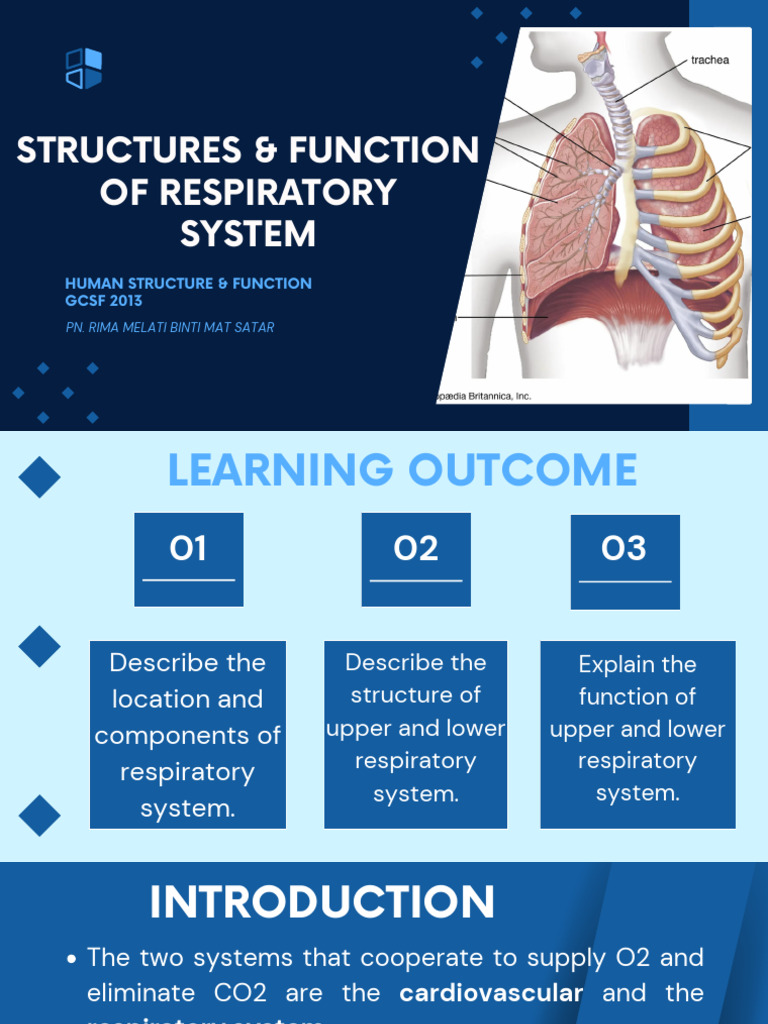 Structures & Function of Respiratory System | PDF | Respiratory Tract ...