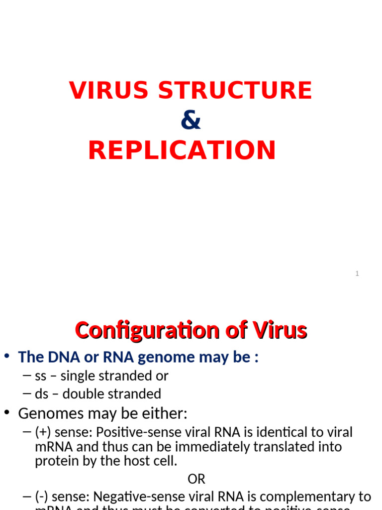 Virus Replication Updated | PDF | Virus | Sense (Molecular Biology)