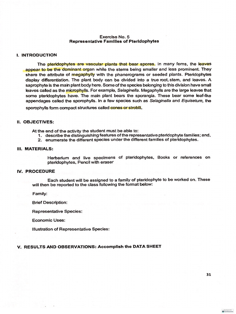 Overview of Plant Divisions and Characteristics | PDF