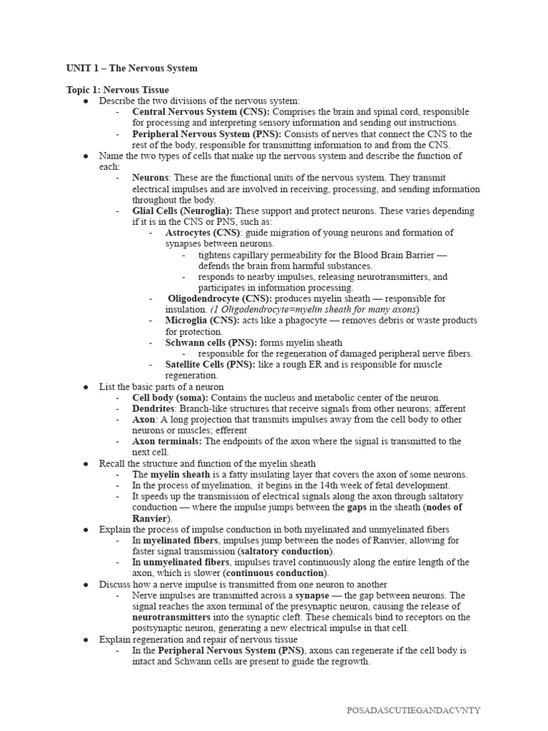 Anaphy Lec Midterms Reviewertos Based | PDF | Heart | Axon
