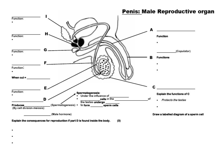 1.1 One Pager Male Reproductive System | PDF