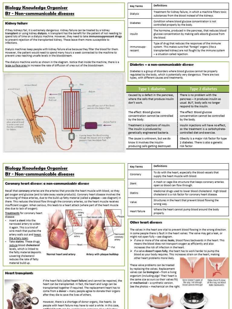 Stents and Statins in Heart Disease | PDF | Heart | Diabetes