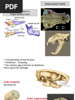 Triadan Tooth Numbering System | PDF