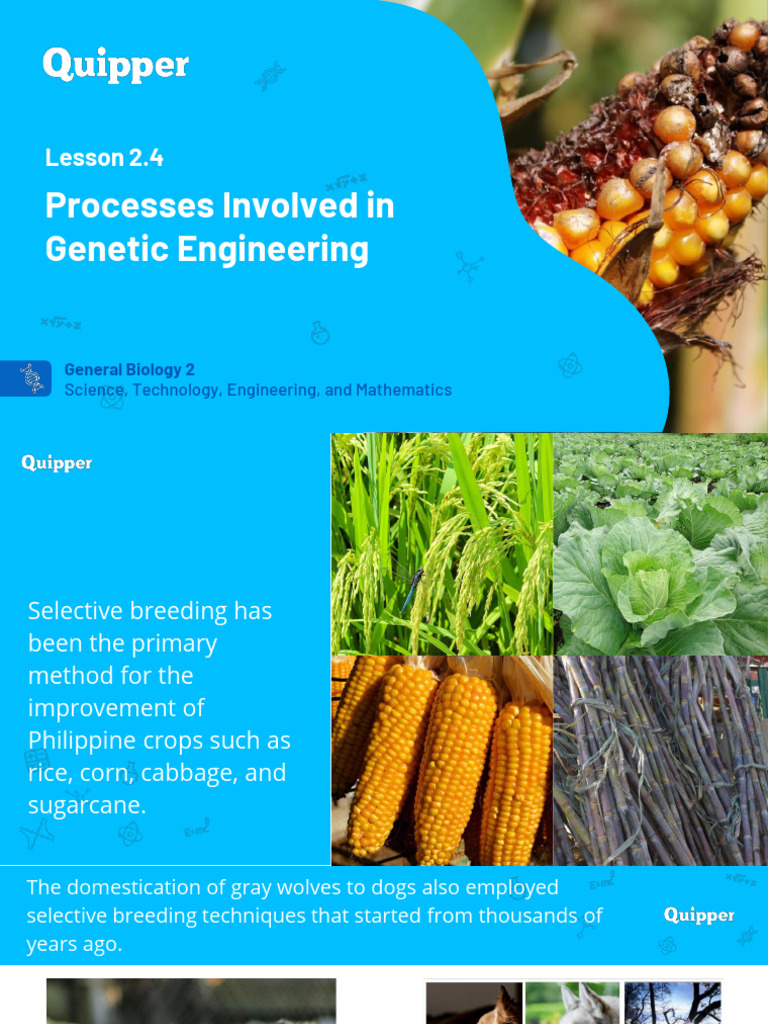 Genetic Engineering Processes Explained | PDF | Genetic Engineering ...