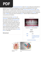 Teeth Labelling Worksheet Answers | PDF