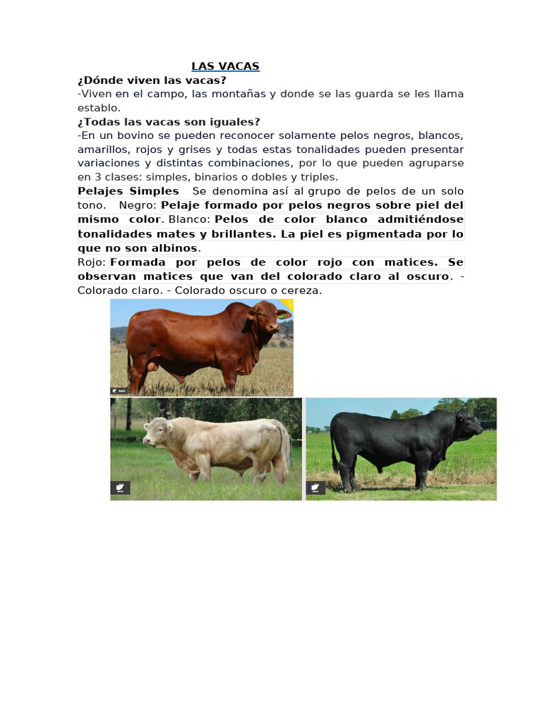 LAS VACAS | PDF | Vacas | Leche