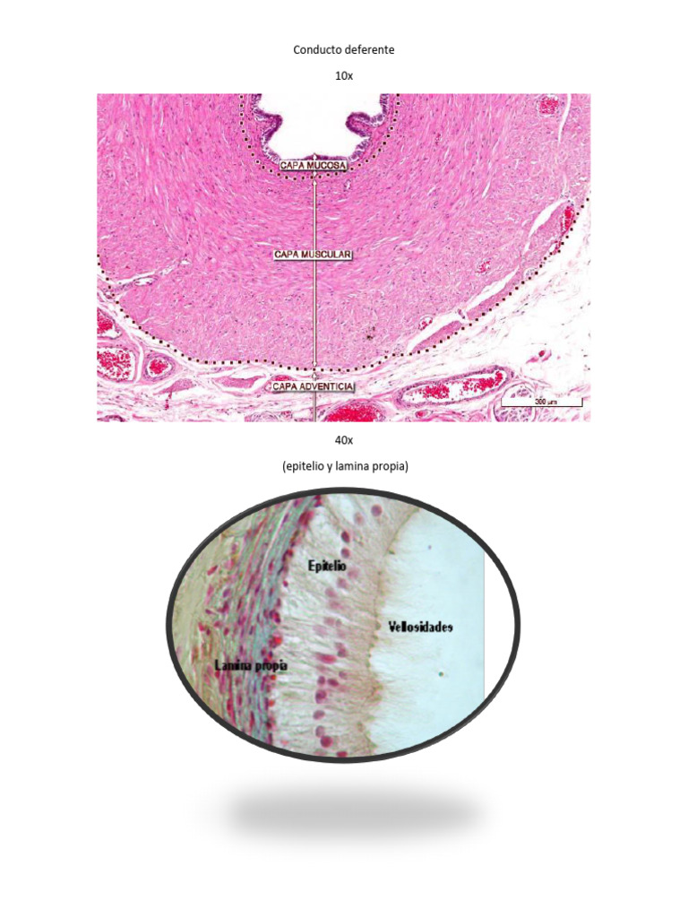 Conducto deferente | PDF