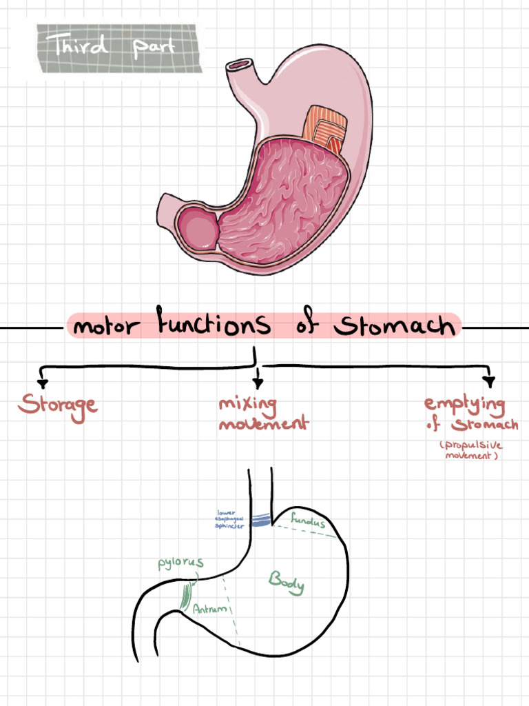 Stomach Motor Functions Explained | PDF | Stomach | Pancreas