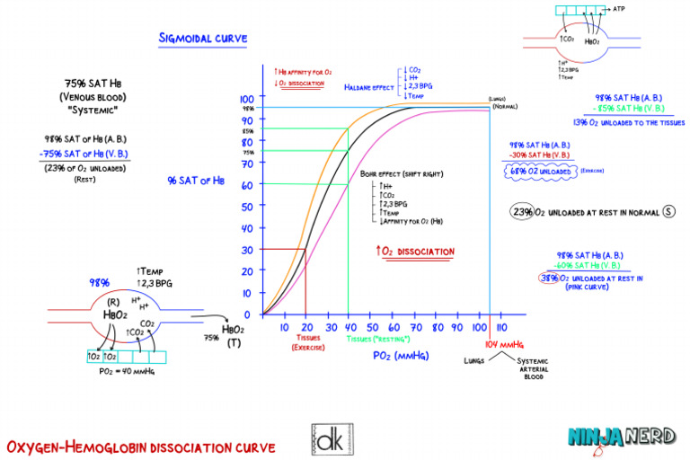 Oxygen Hemoglobin Dissociation Curve Illustration Atf | PDF