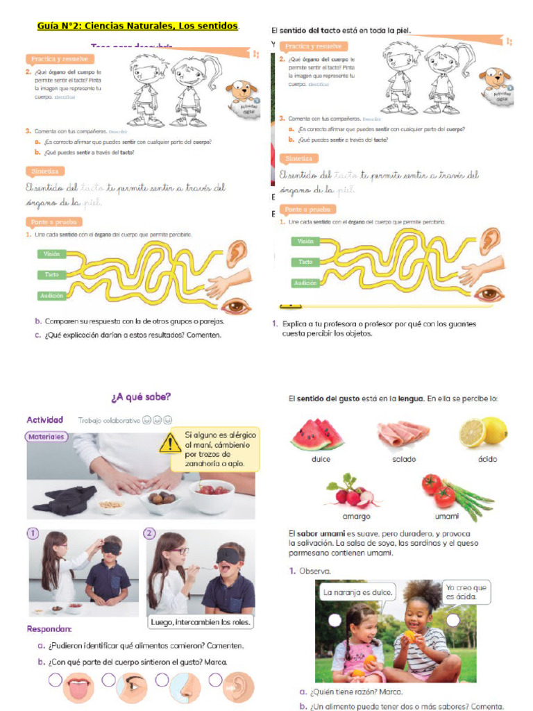 Guía N2 CIENCIAS Los Sentidos | PDF