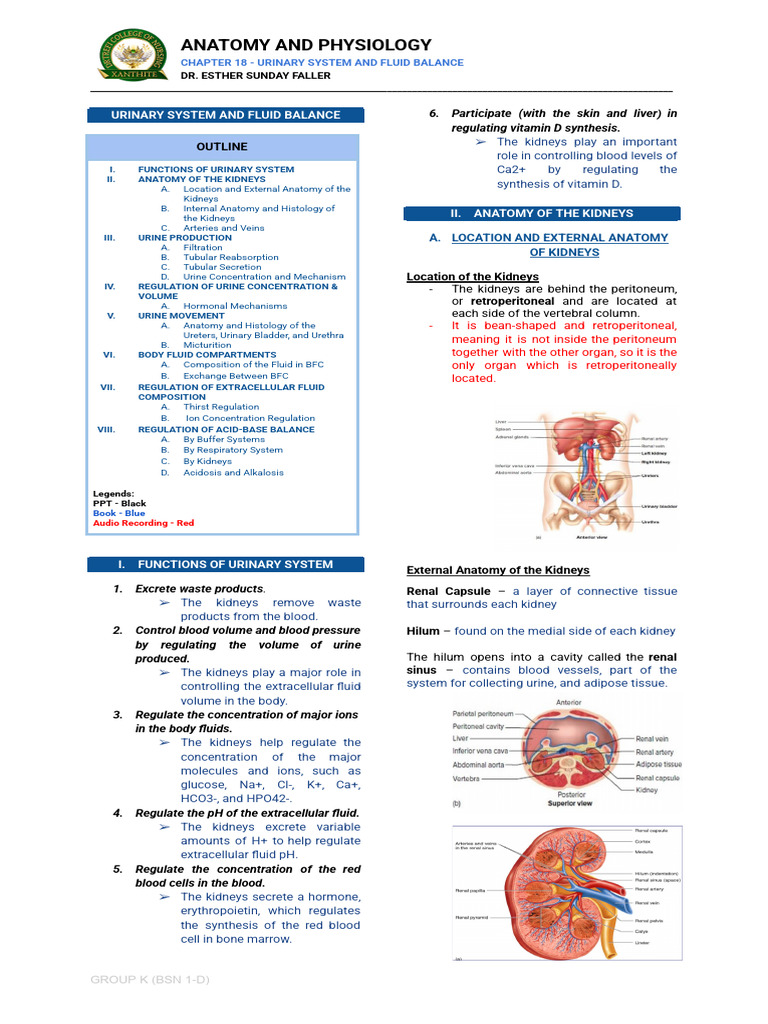 Chapter 18 I Urinary System & Fluid Balance | PDF | Kidney | Angiotensin