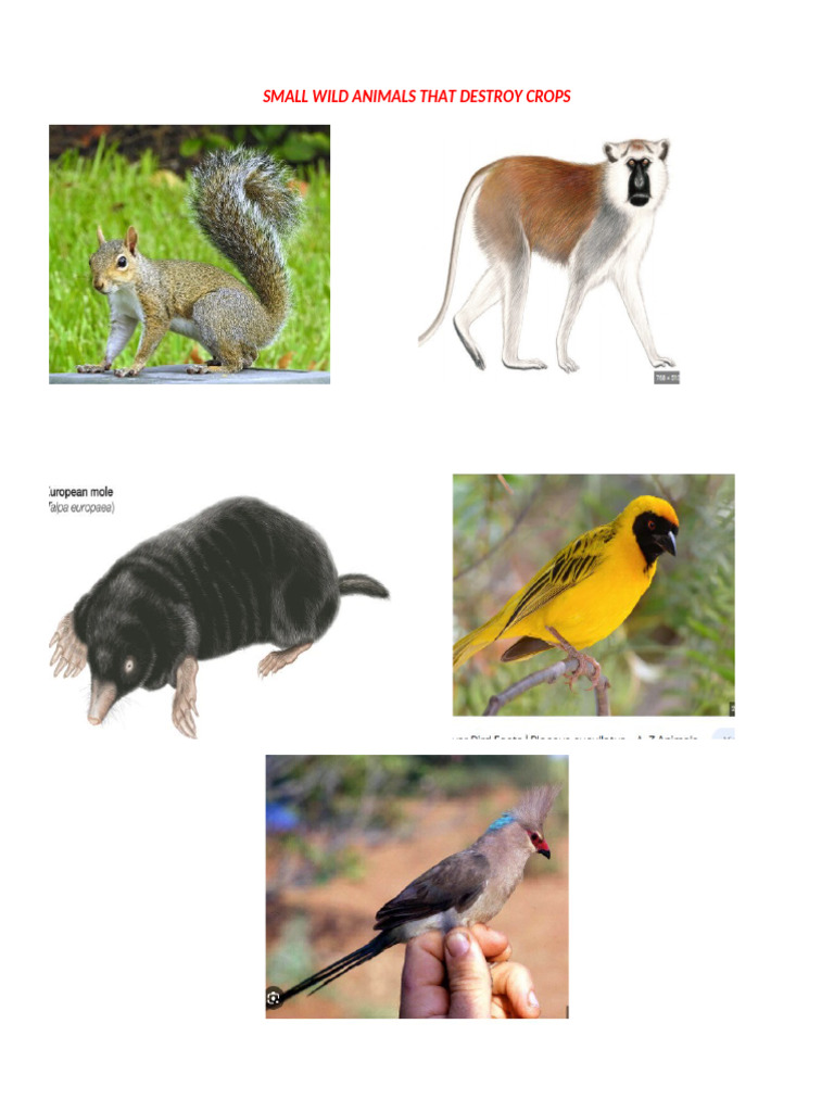 Small Wild Animals That Destroy Crops | PDF