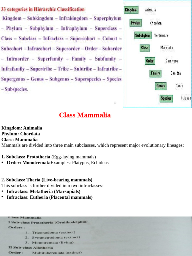 Class Mammalia 12.06.24 | PDF | Marsupials | Mammals