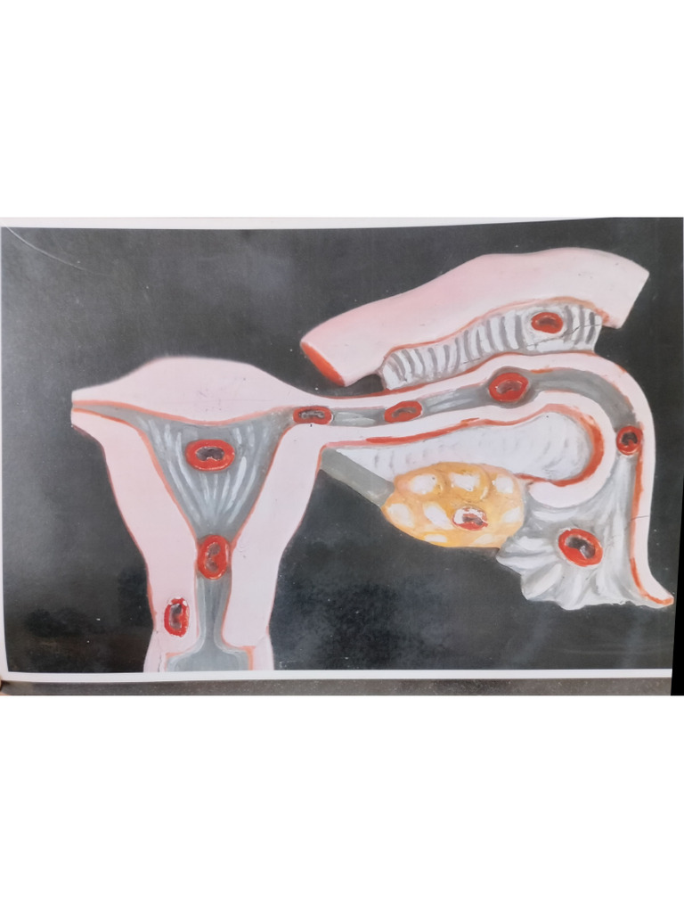 Embryology Models | PDF