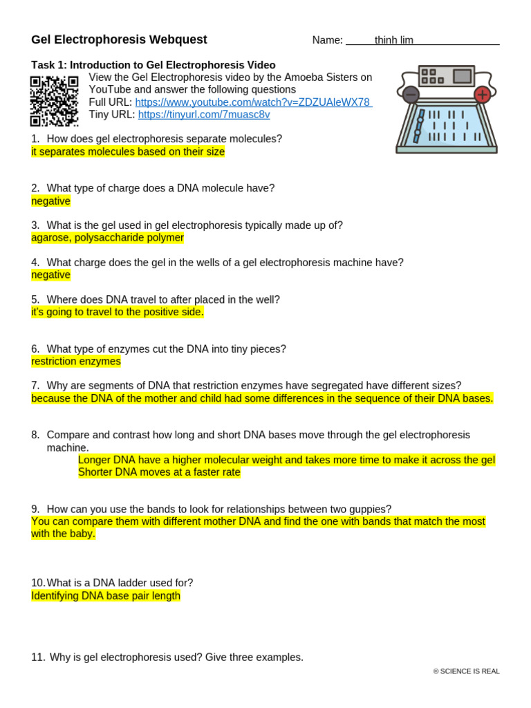 Gel Electrophoresis Webquest Guide | PDF | Gel Electrophoresis ...