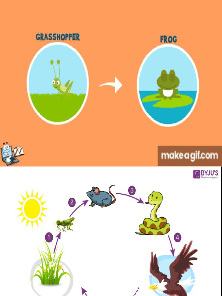 Understanding Trophic Levels and Energy | PDF | Food Web | Biomass ...