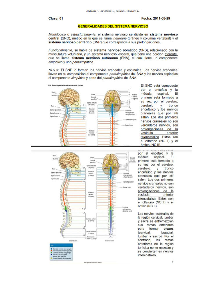 Generalidades Del Sistema Nervioso | PDF