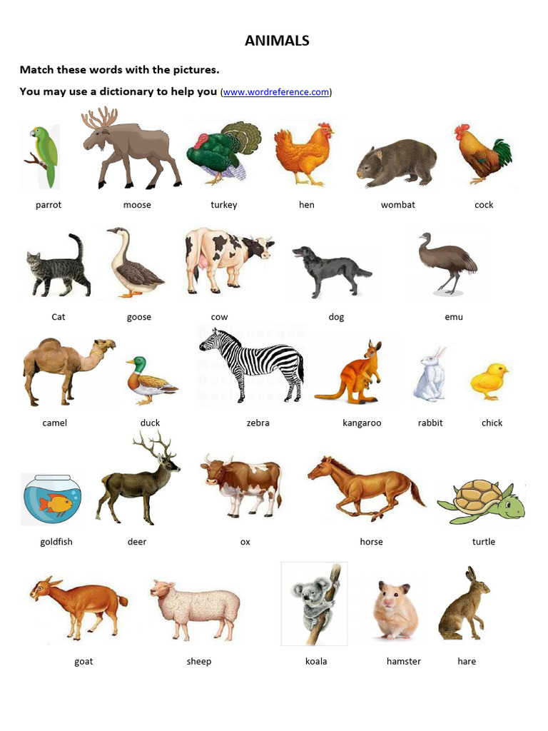 Matching exercise Animals ANSWER KEY | PDF