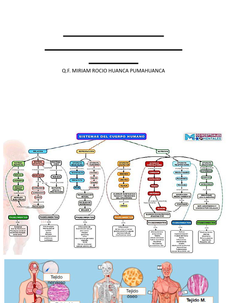 TEMA Ubicación de Las Estructuras Del Cuerpo Humano | PDF