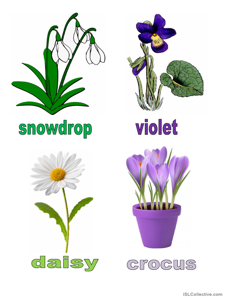 Spring Flowers Resources on iSLCollective | PDF