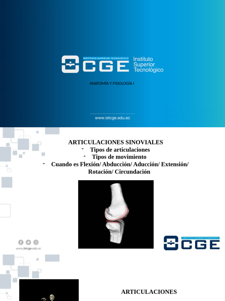 Anatomia Exp 2 | PDF | Articulación | Cartílago