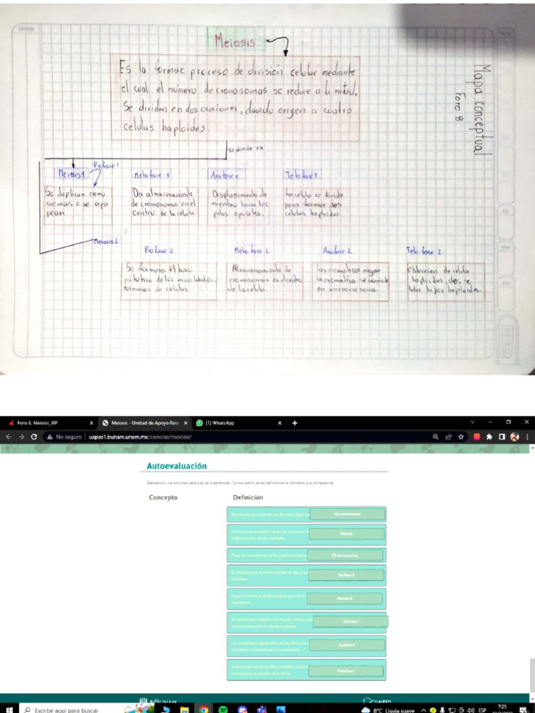 Foro 8 Meiosis_Ramirez Vinicio_Ci22 | PDF