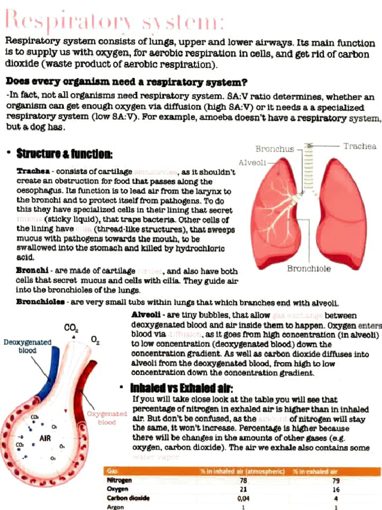Adobe Scan 08 Mar 2025 (9) | PDF | Respiratory Tract | Respiratory System
