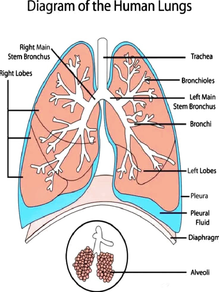 Human Lung Anatomy Diagram | PDF