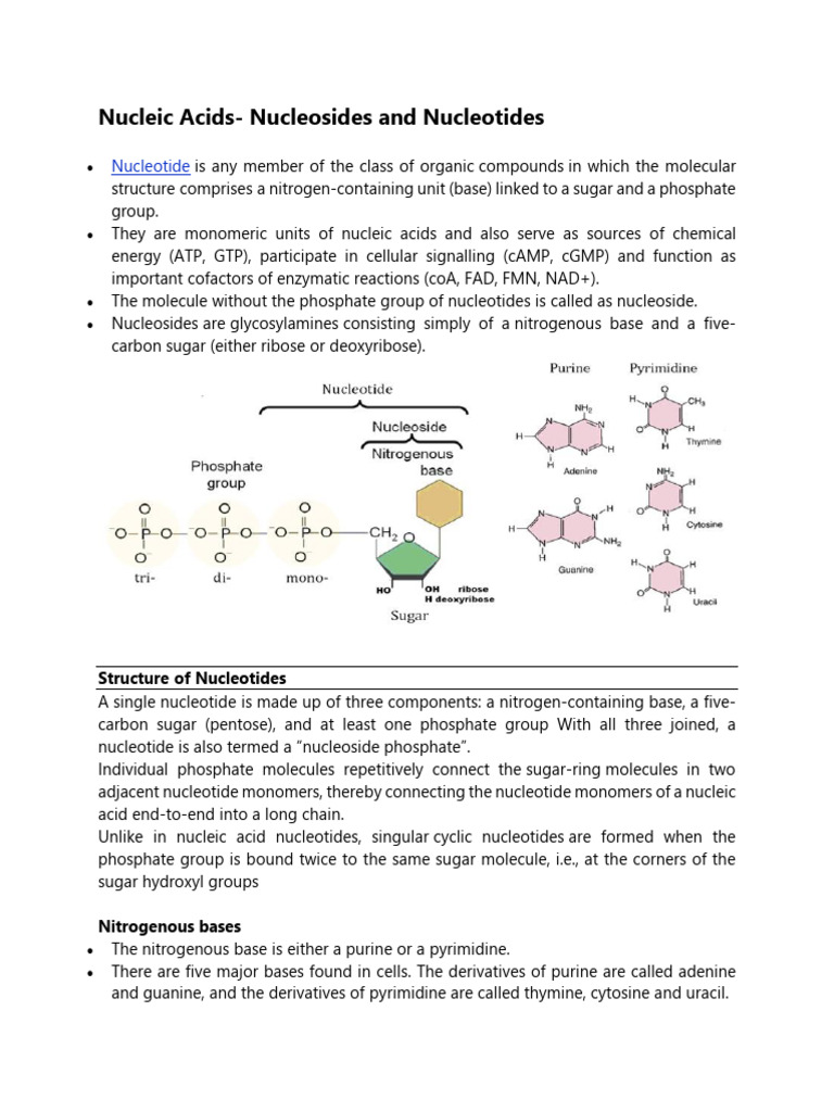 Nucleic Acids BASIC NOTES | PDF | Nucleotides | Organic Compounds