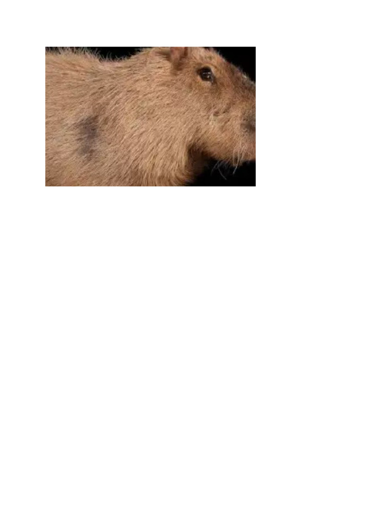Capibara | PDF