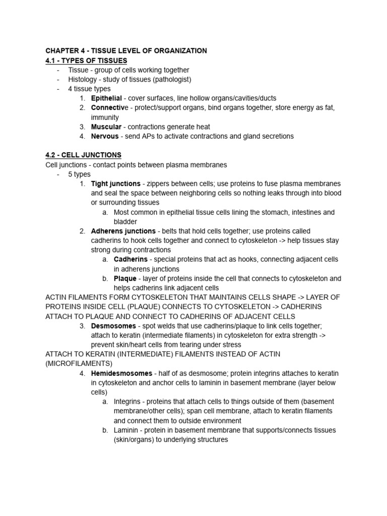 CHAPTER 4 - TISSUE LEVEL OF ORGANIZATION | PDF | Epithelium | Bone