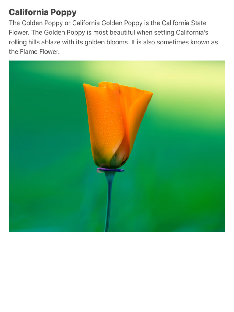 California Poppy | PDF